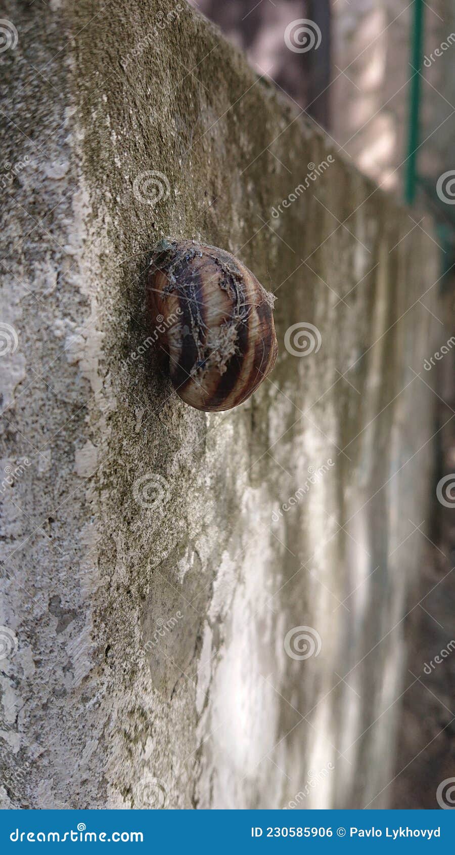 Snail on the Wall stock photo. Image of nature, wall - 230585906