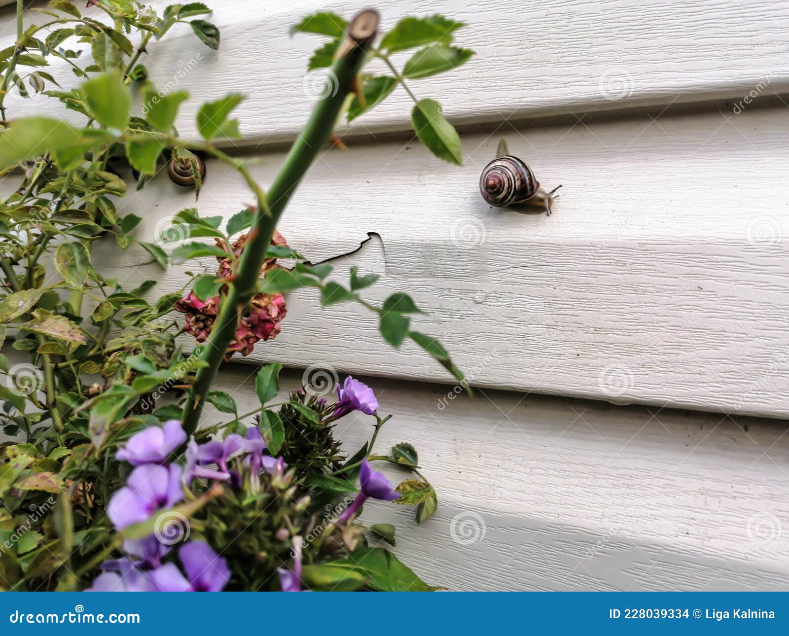 Snail on wall stock photo. Image of lilac, wall, leaf - 228039334
