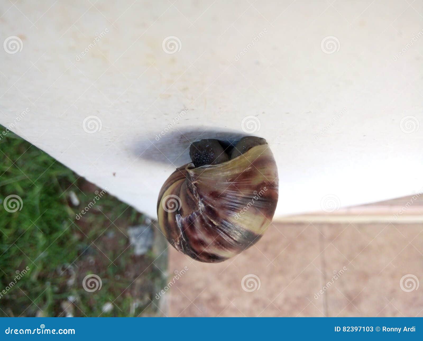Snail on the wall stock image. Image of diptera, order - 82397103