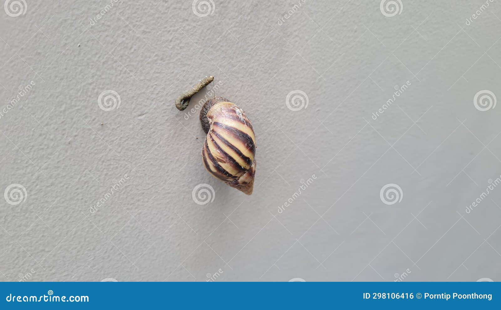 A Snail on the Wall. stock photo. Image of landscape - 298106416