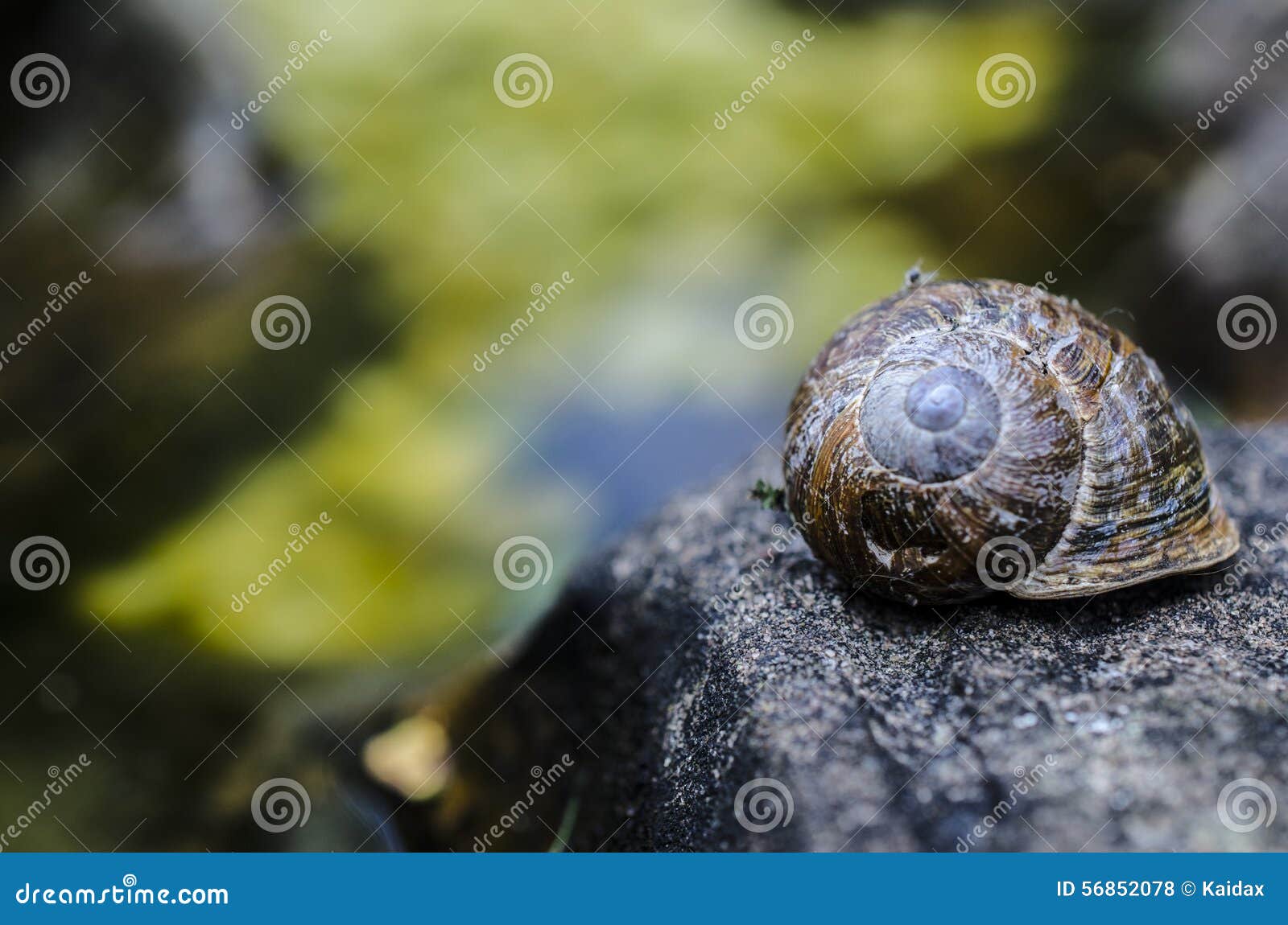 Snail on water bath stock photo. Image of bath, shell - 56852078