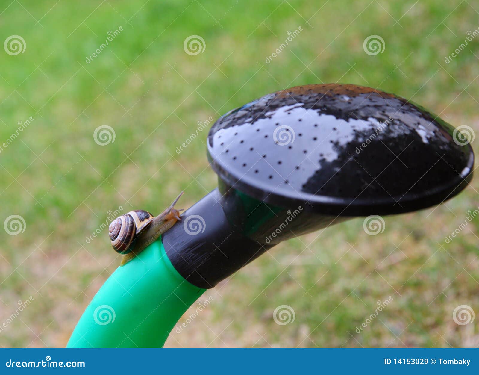 Snail on watering can stock image. Image of shiny, mollusk - 14153029