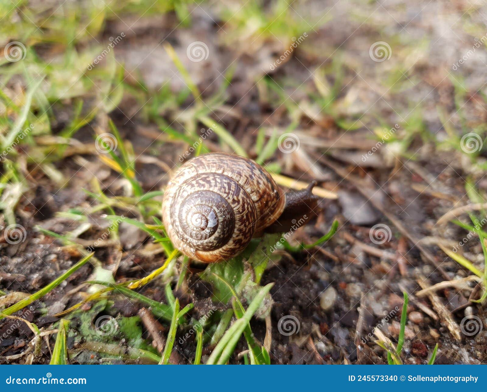 Snail on the way stock photo. Image of invertebrate - 245573340