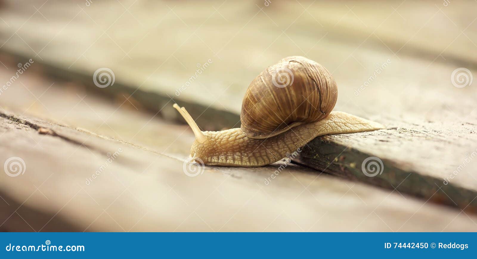 Snail website banner stock photo. Image of garden, copy - 74442450