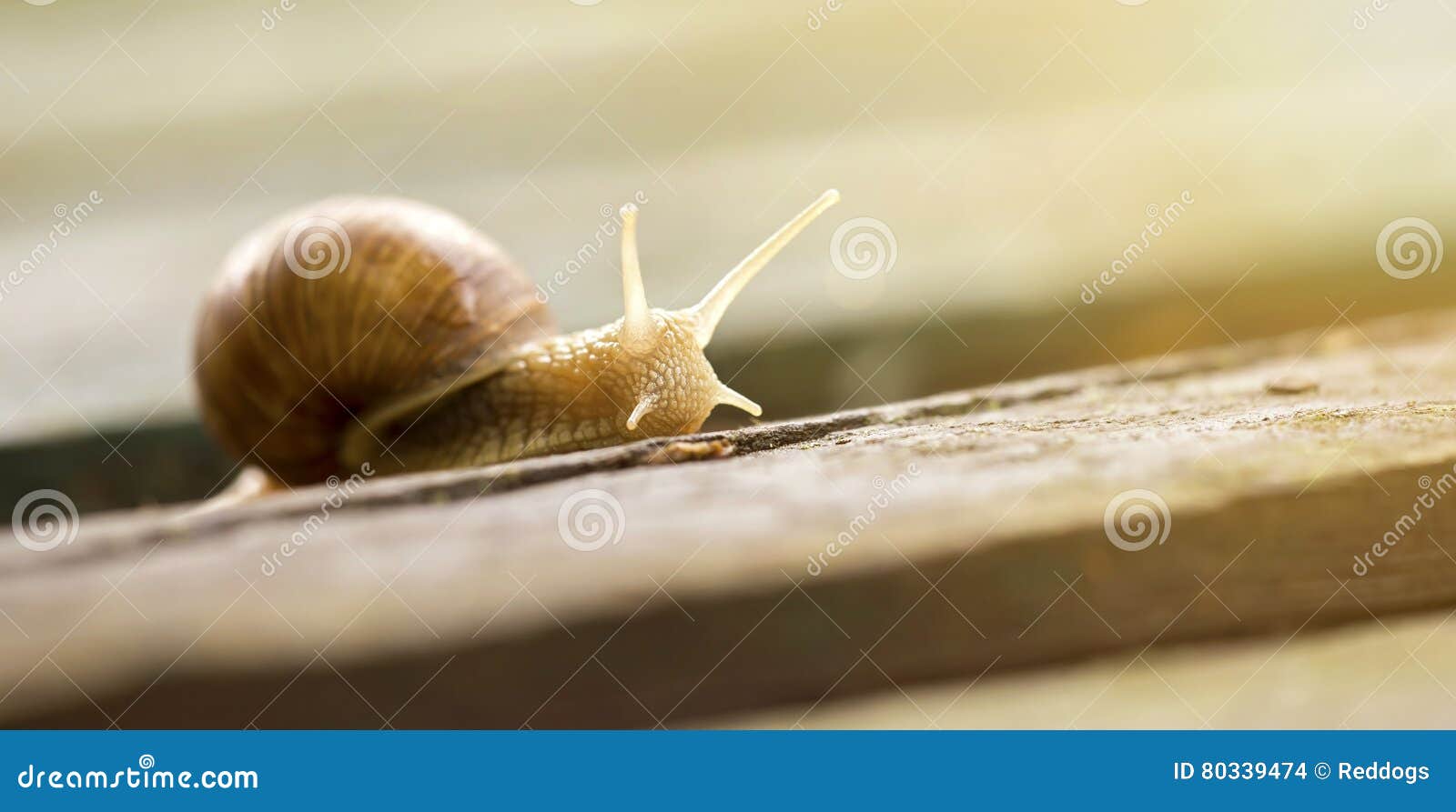 Snail website banner stock photo. Image of crawl, garden - 80339474