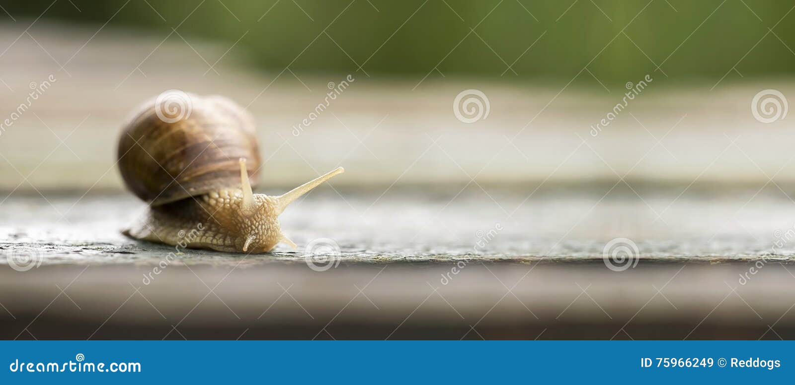 Snail website banner stock image. Image of website, copy - 75966249