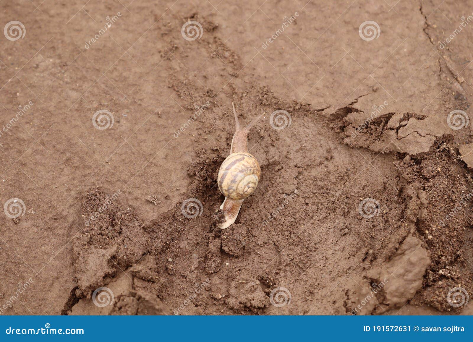 A Snail In The Soil At Bangalore, India. Stock Photo | CartoonDealer ...