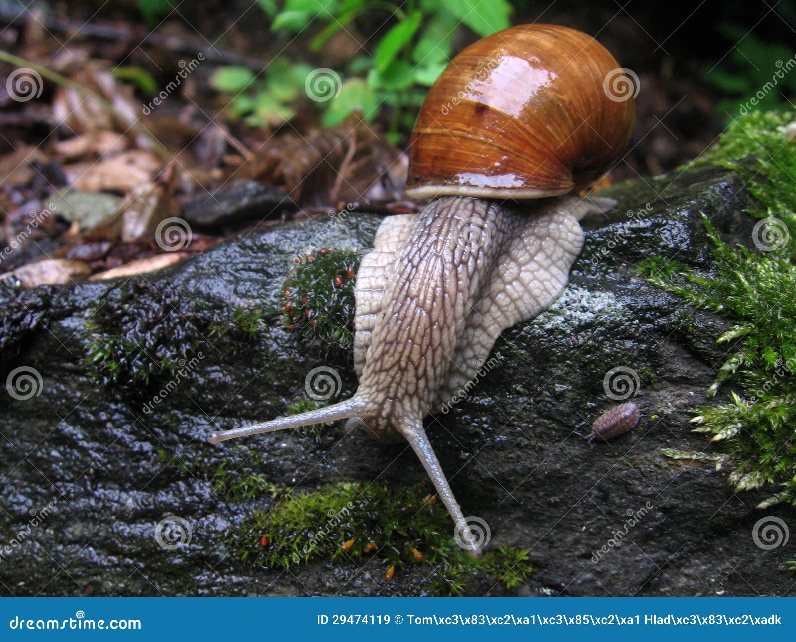 Snail on a wet rock stock image. Image of snail, forest - 29474119