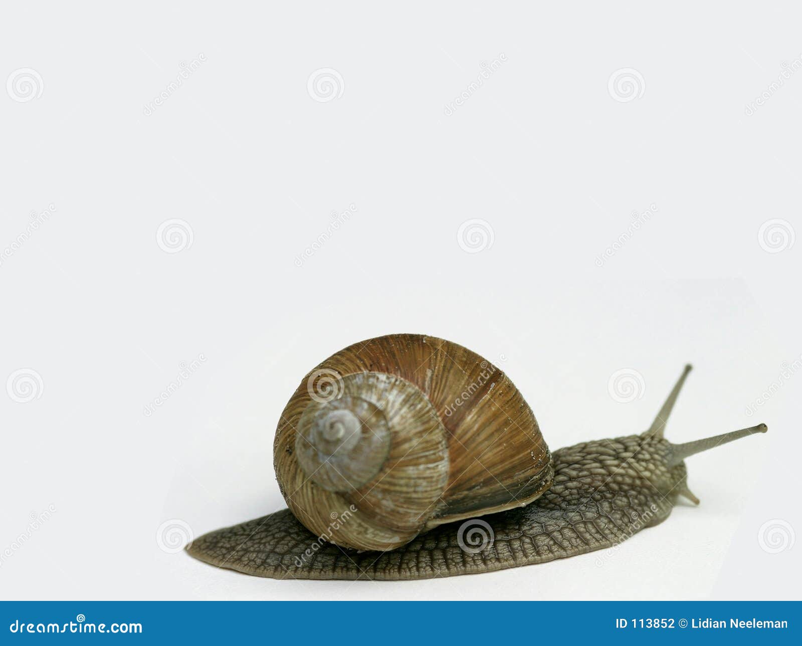 Snail on white background stock photo. Image of nature - 113852