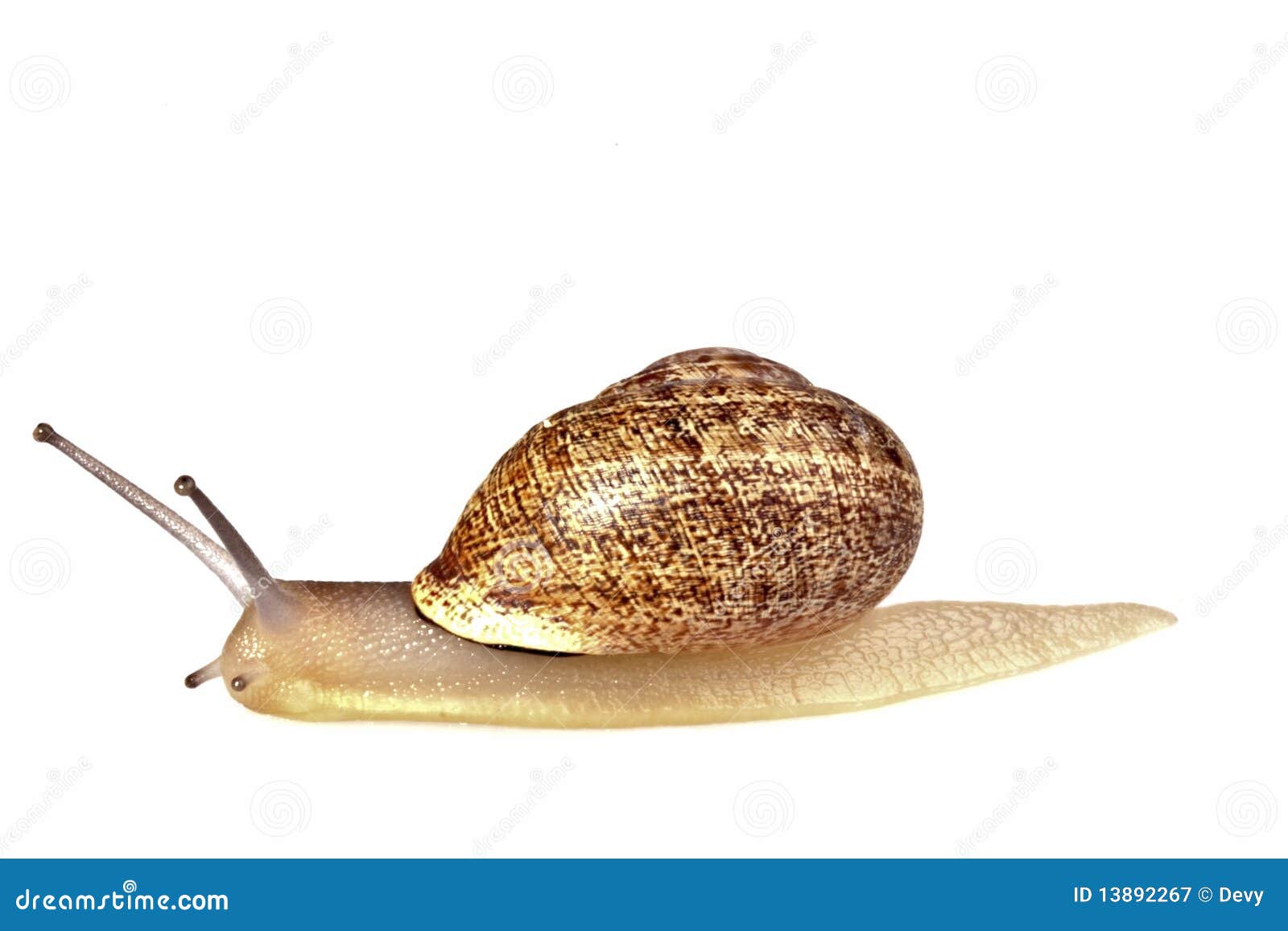 Snail on a White Background Stock Image - Image of white, speed: 13892267
