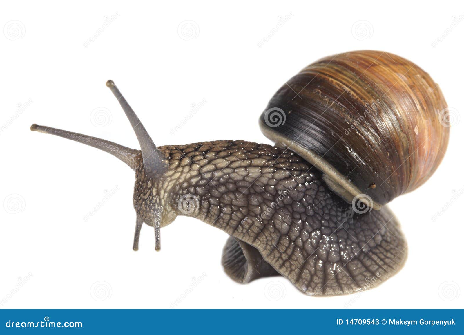 Snail on white background stock image. Image of scallop - 14709543
