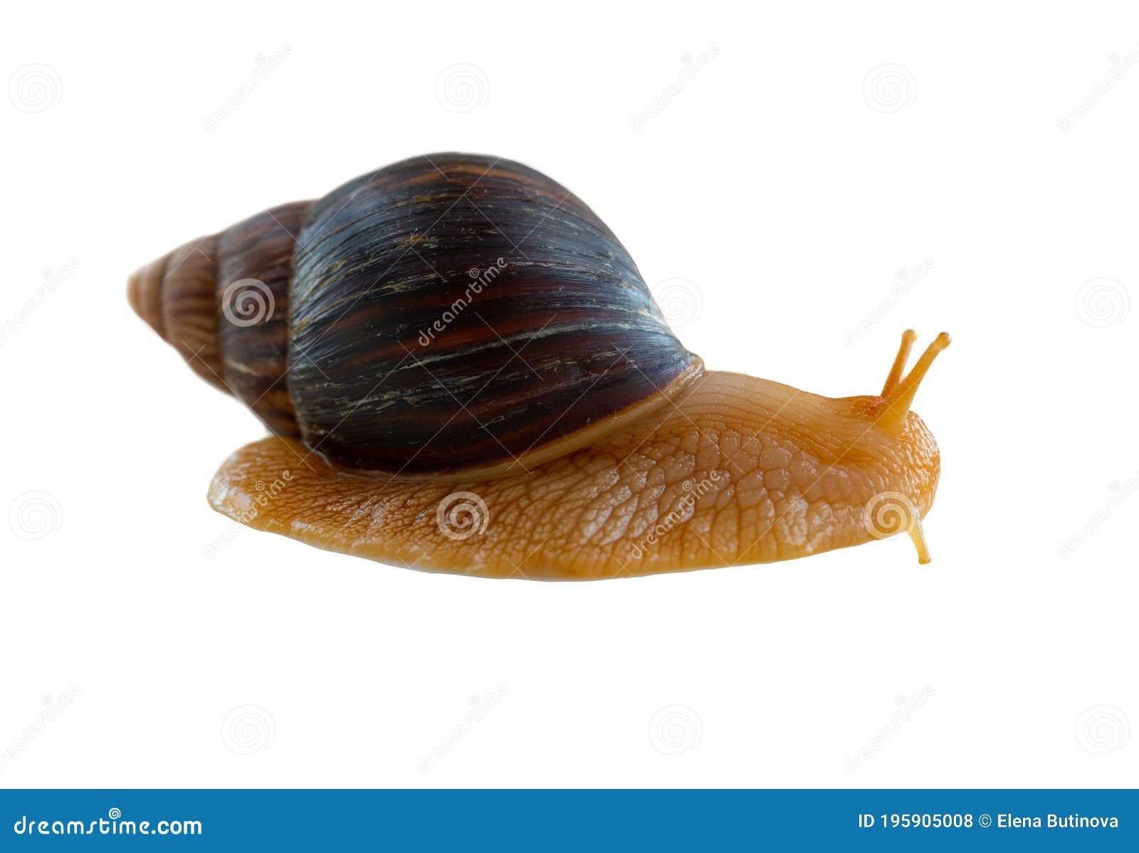 Snail on white background stock photo. Image of moving - 195905008