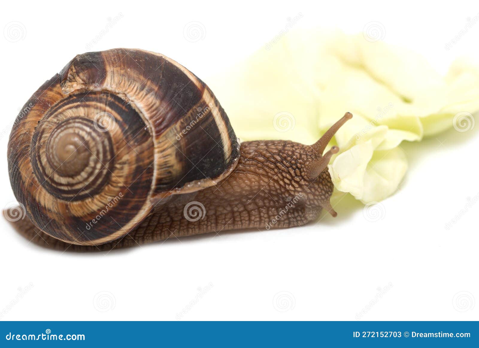 Snail on a White Background Stock Image - Image of green, sticky: 272152703