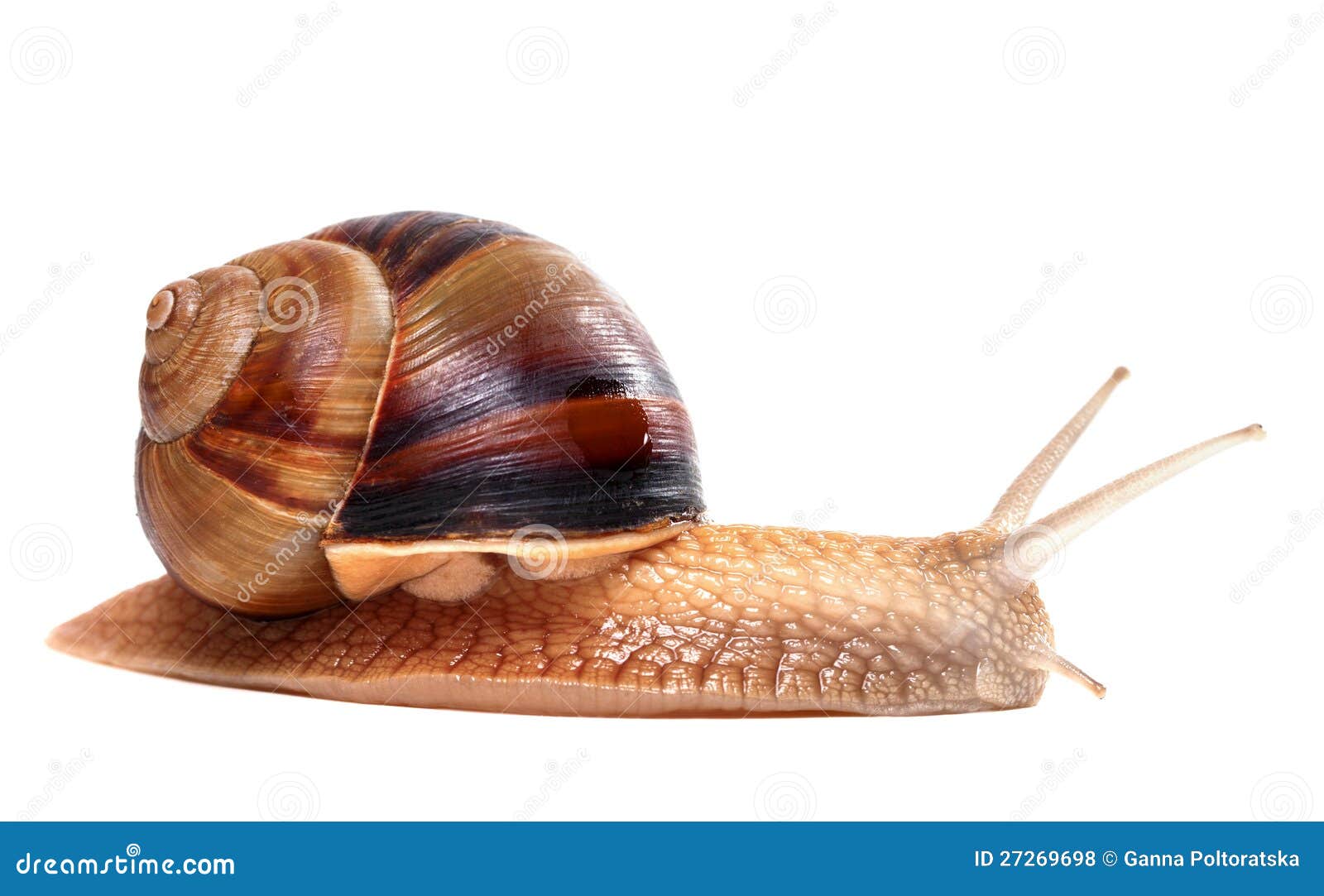 Snail on white background stock photo. Image of crawling - 27269698