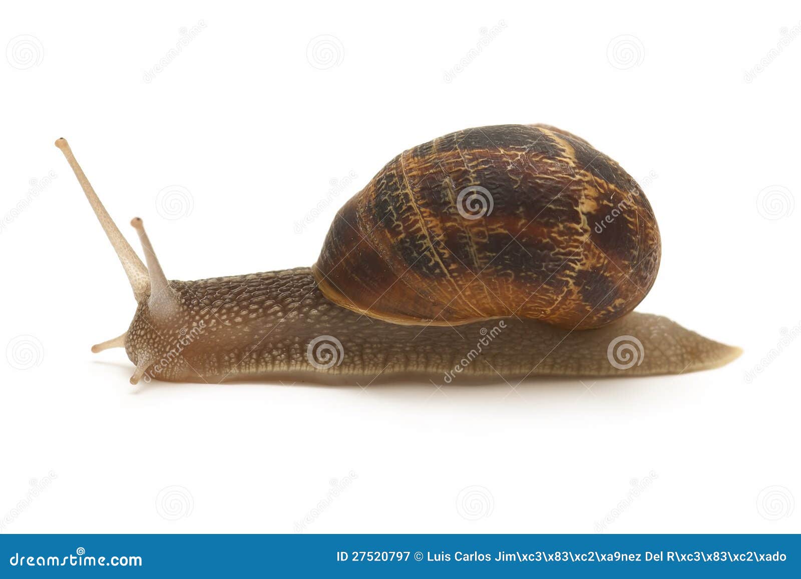 Snail on white background stock image. Image of snail - 27520797