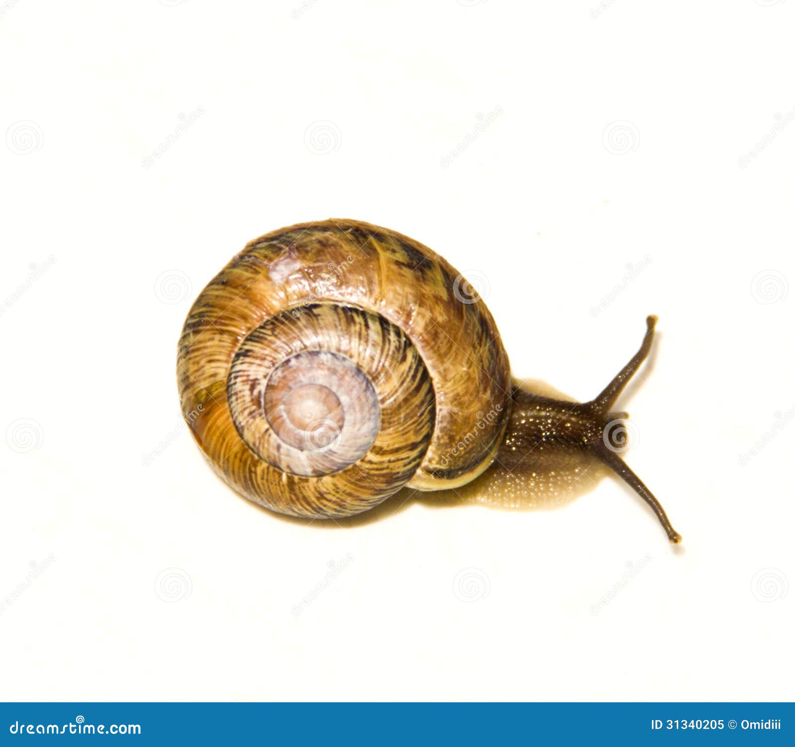 Snail stock image. Image of treatment, meat, helix, cure - 31340205