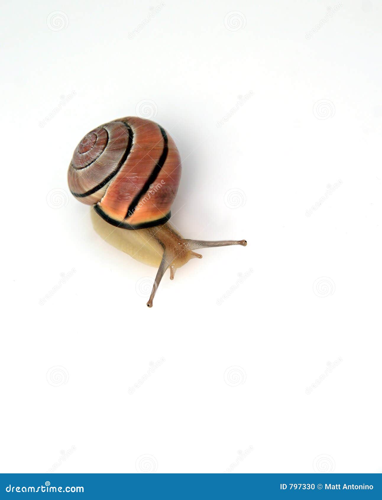 Snail on a White Background Stock Photo - Image of eyes, snail: 797330