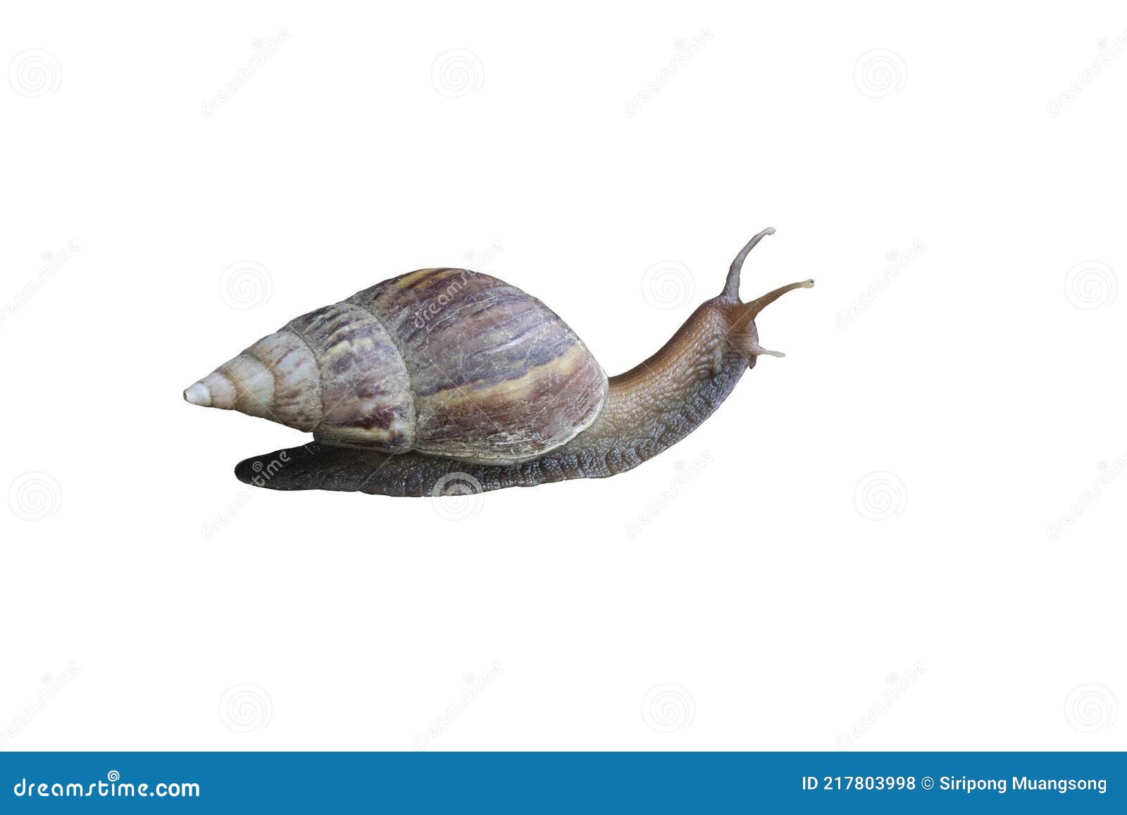 Snail on the White Background Stock Photo - Image of slow, mollusk ...