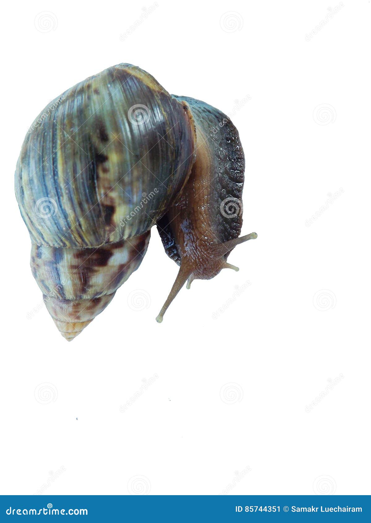 Snail on white background stock image. Image of snail - 85744351