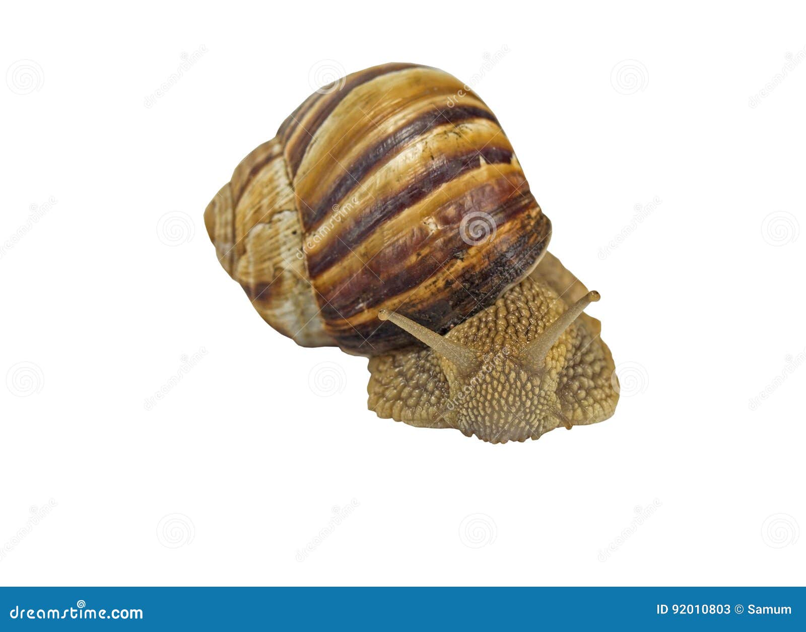 Snail on white background stock image. Image of coast - 92010803