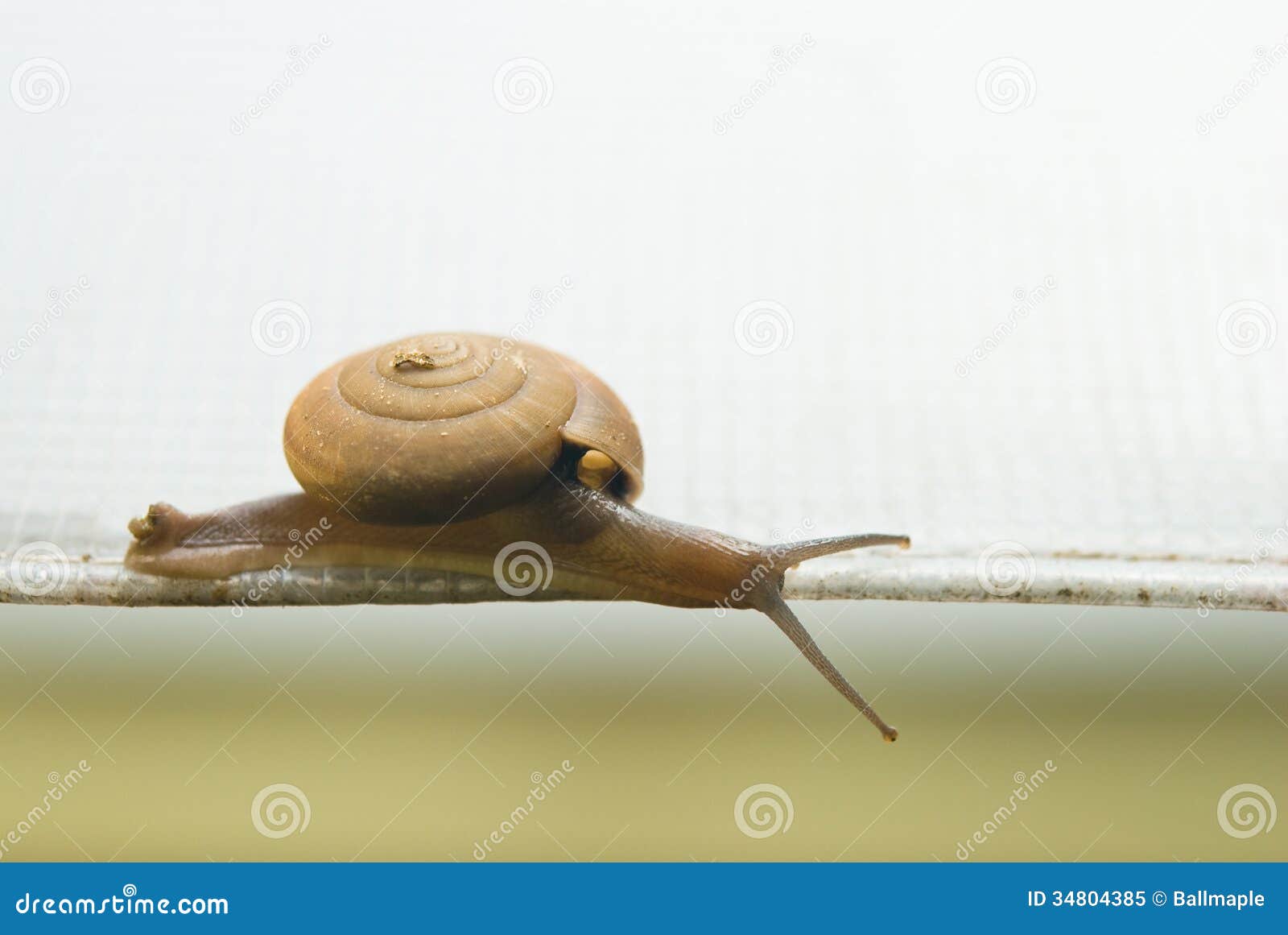 Snail on white background stock image. Image of garden - 34804385