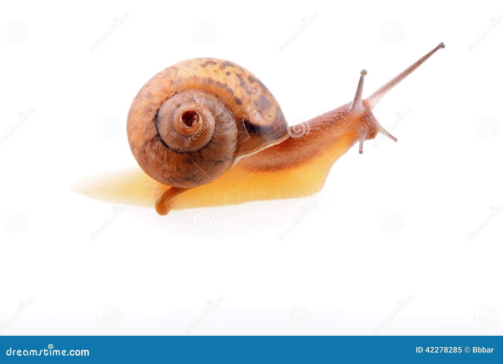 Snail on a White Background Stock Image - Image of slime, invertebrate ...