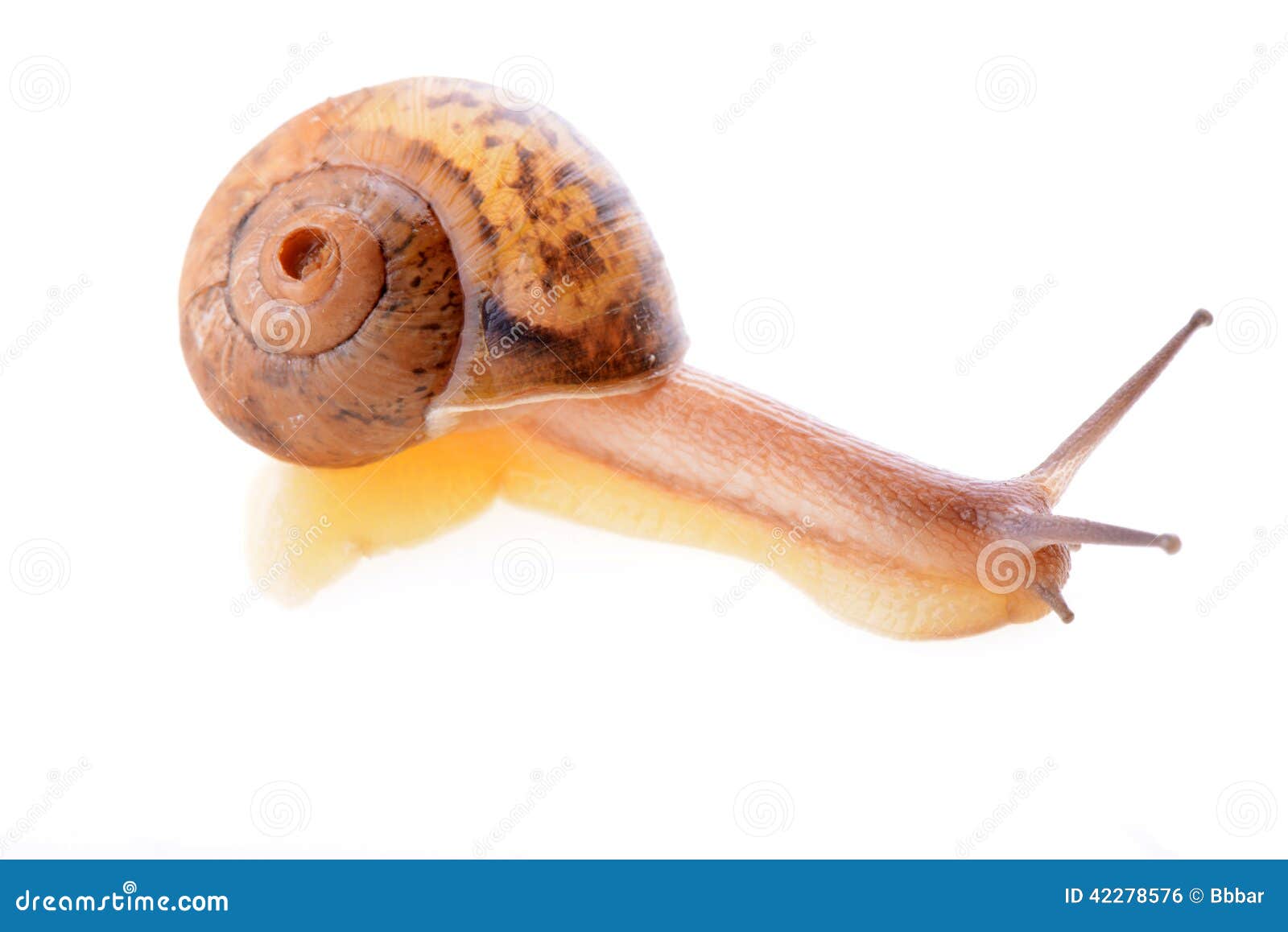 Snail on a White Background Stock Photo - Image of gastropod ...