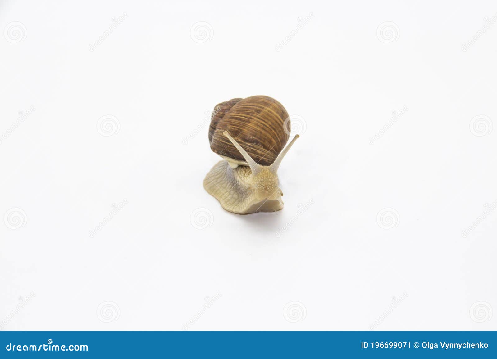 Snail on the White Background. Snail Moving Forward Against White ...