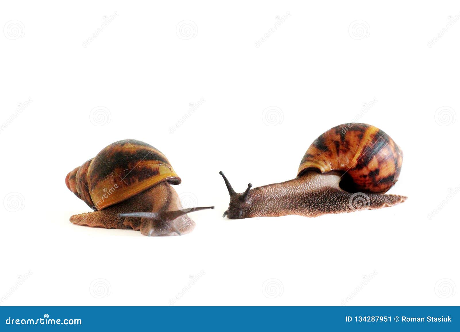 Snail on a White Background Stock Image - Image of people, slimy: 134287951
