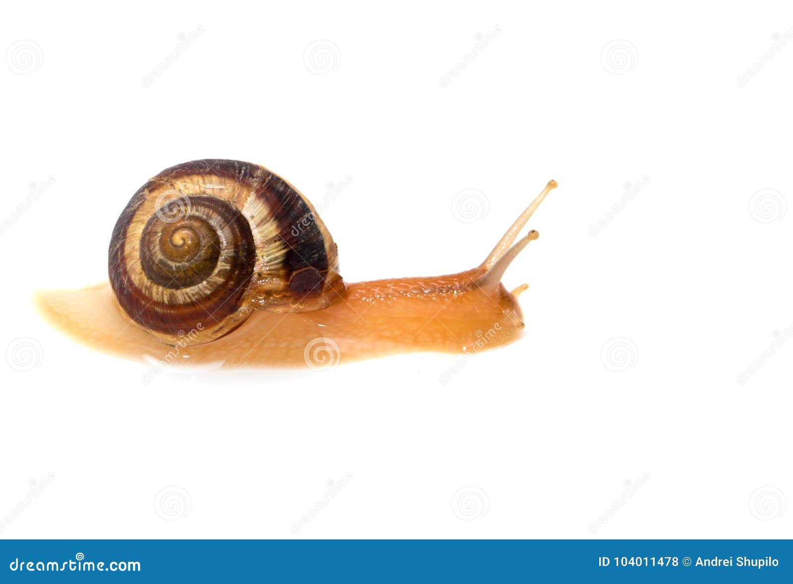 Snail on a White Background Stock Photo - Image of wild, slimy: 104011478