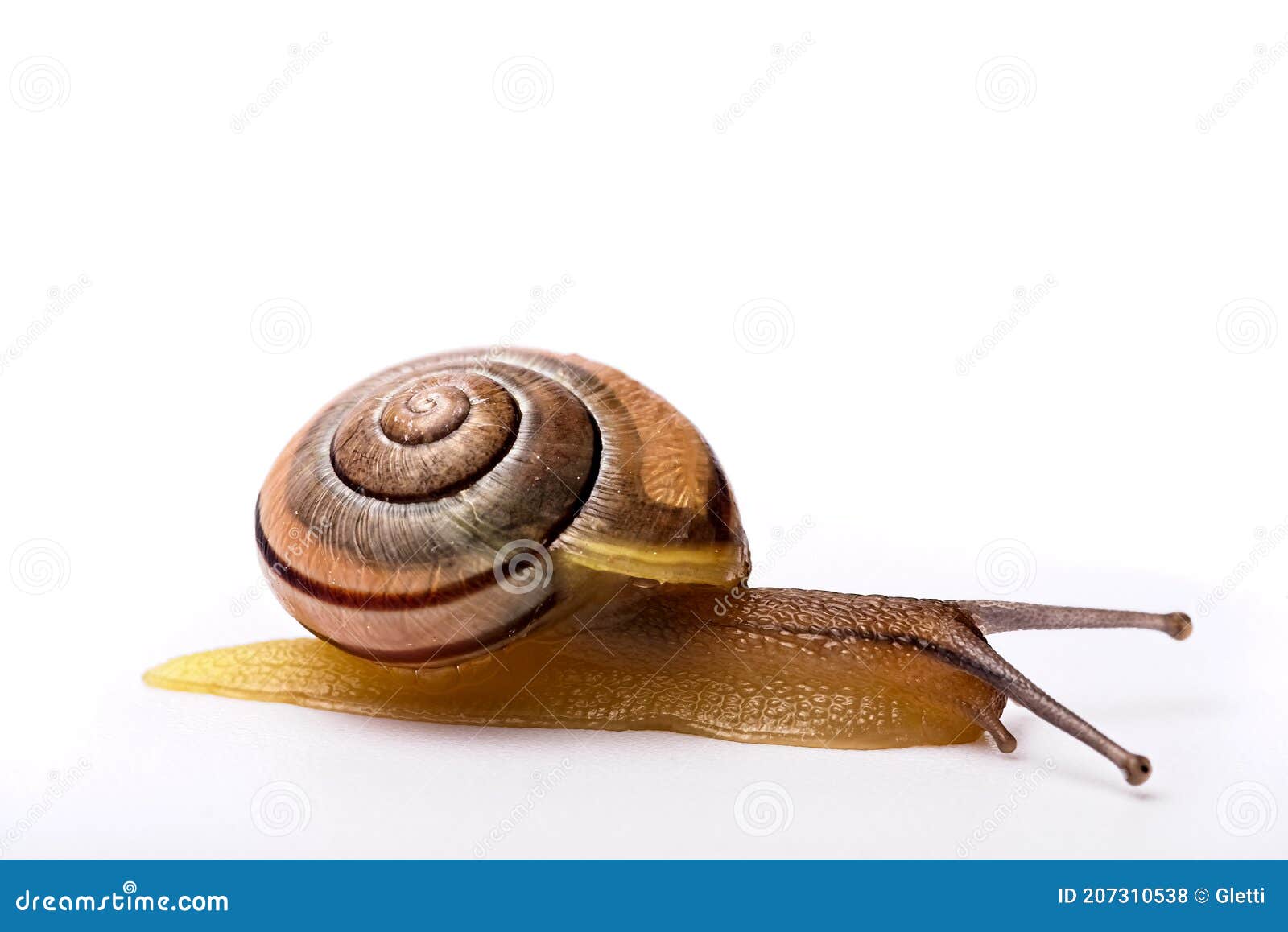 Snail on white stock photo. Image of animal, slimy, space - 207310538