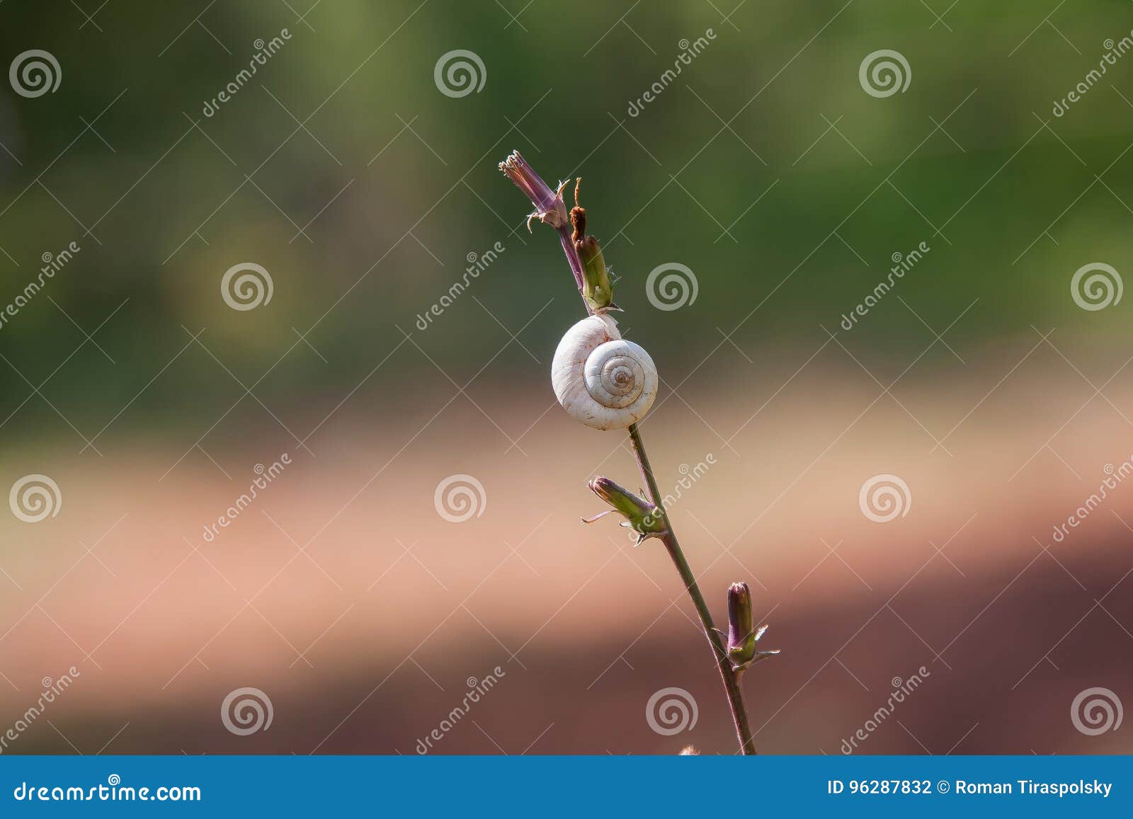 Snail with a white shell stock photo. Image of wildlife - 96287832