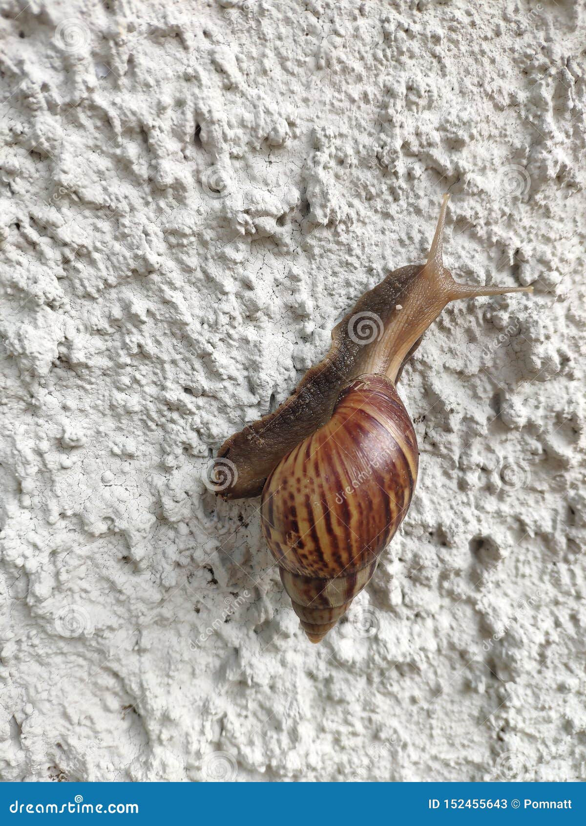Snail on the white wall stock image. Image of texture - 152455643