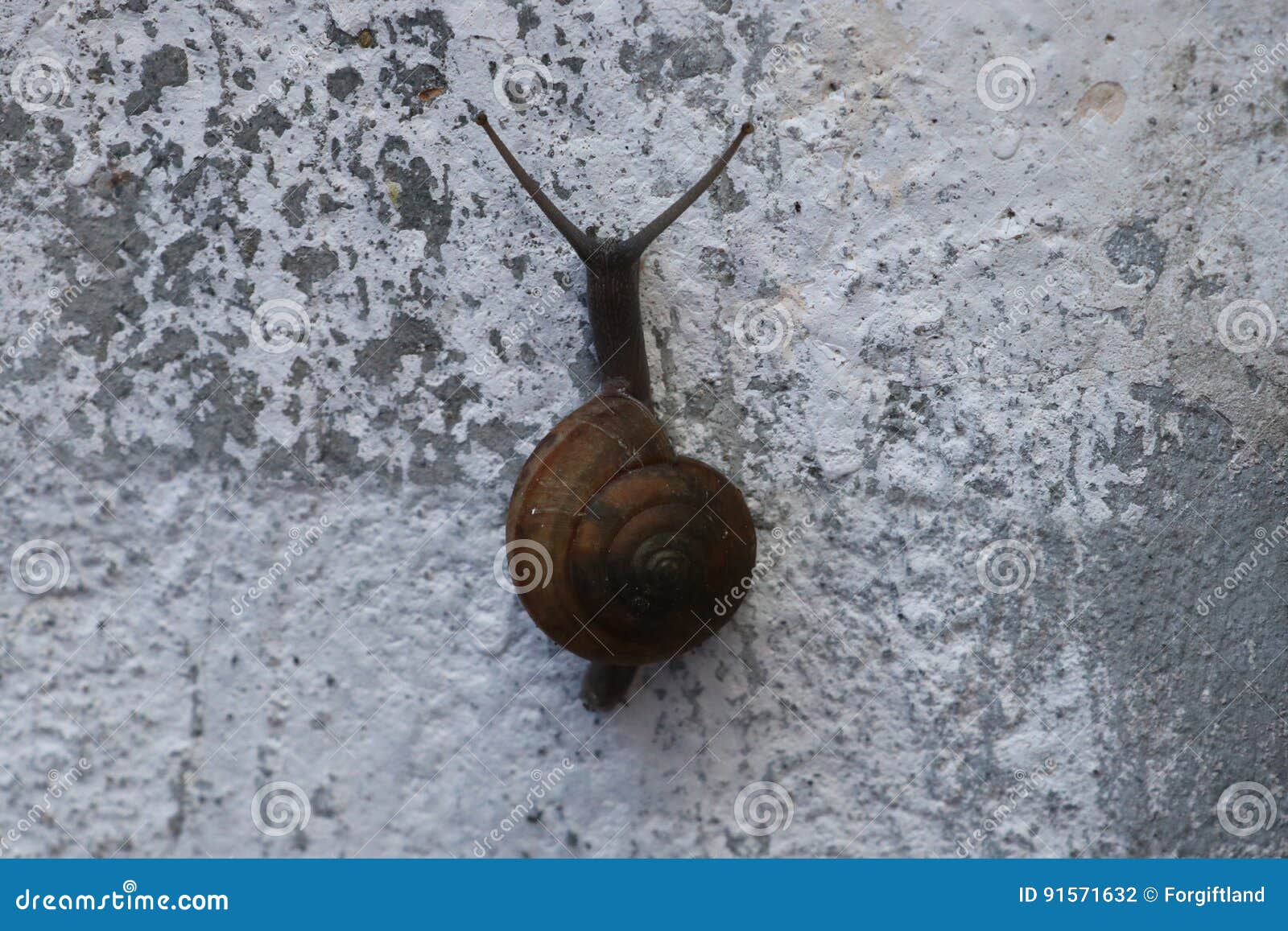 Snail on White Wall,focus at Side View Stock Photo - Image of shell ...