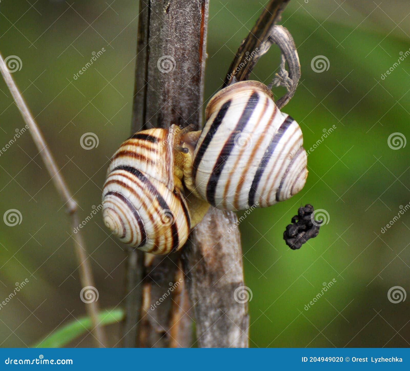 Snail in the wild stock photo. Image of large, edible - 204949020
