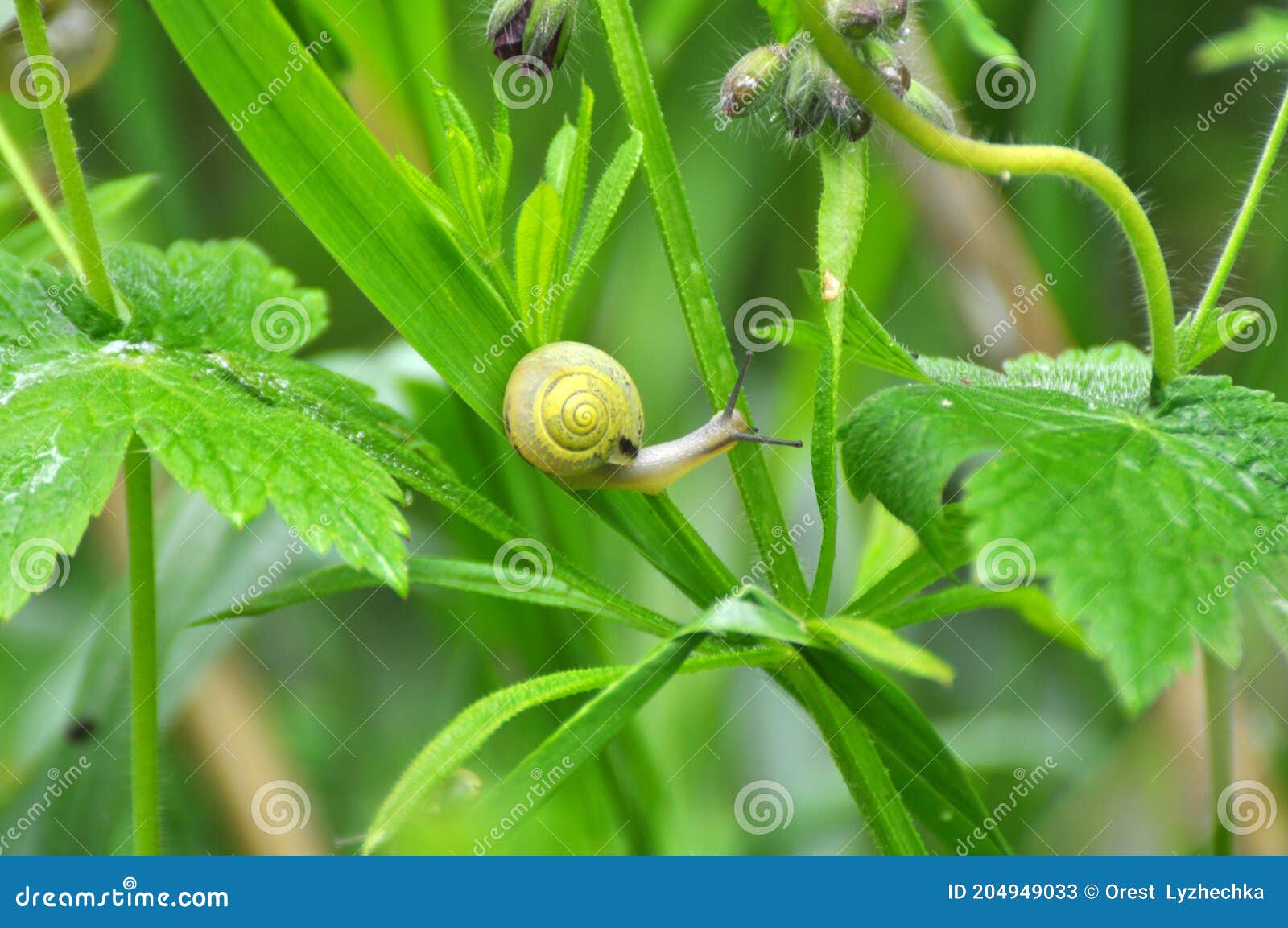 Snail in the wild stock image. Image of plant, lonely - 204949033