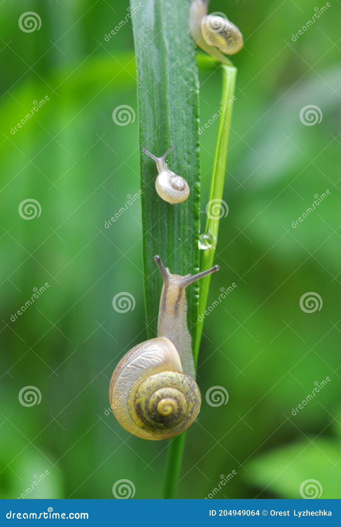 Snail in the wild stock photo. Image of lonely, large - 204949064