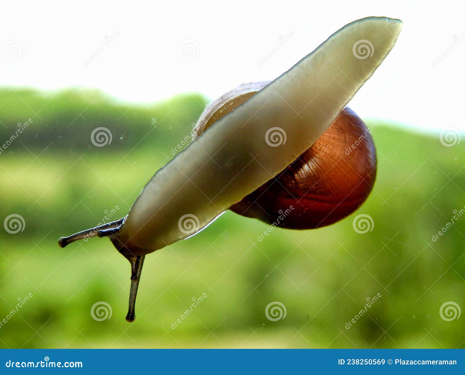 Snail on a Window stock image. Image of slither, glass - 238250569