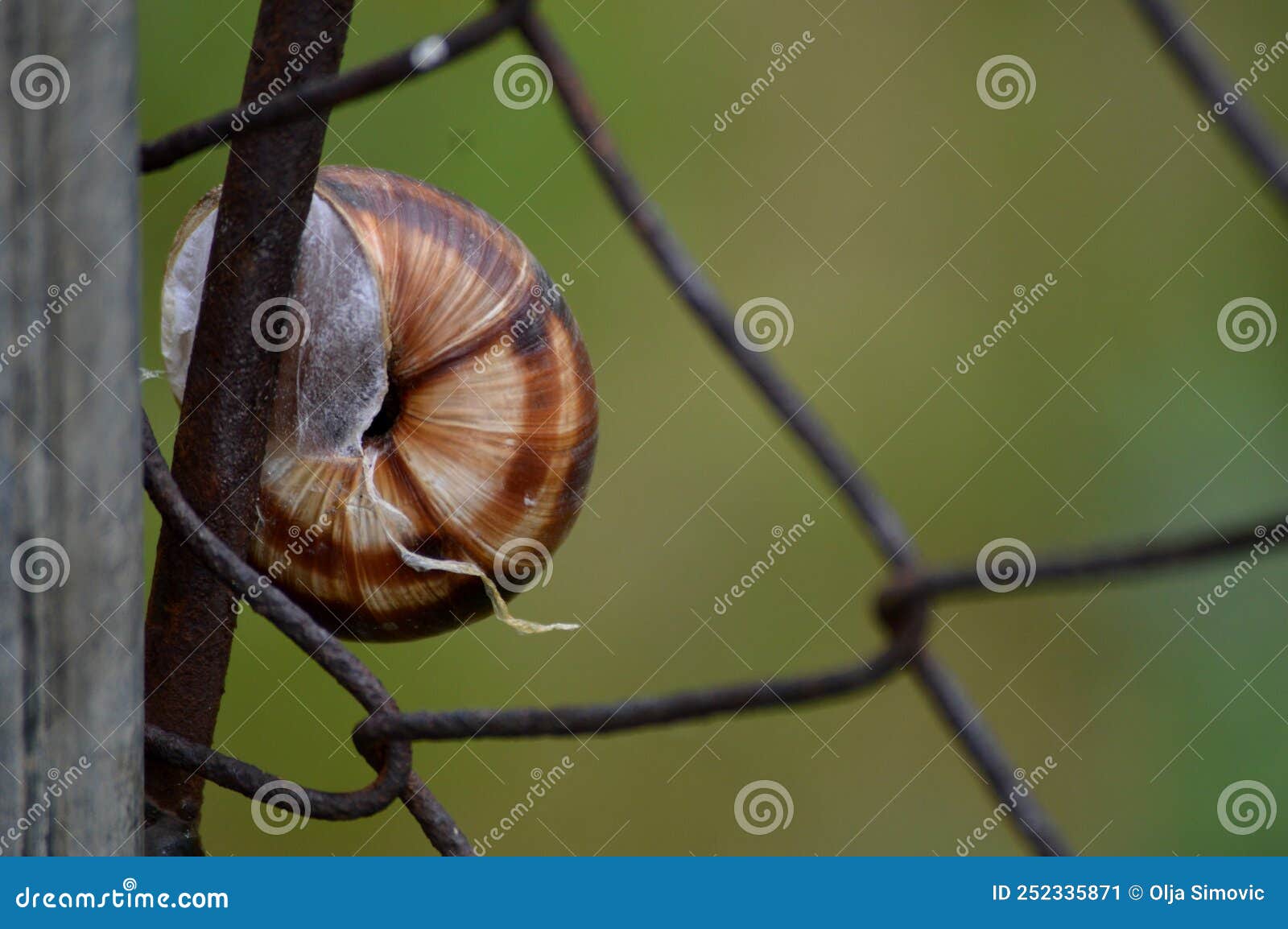 Snail on a wire fence stock image. Image of small, wire - 252335871