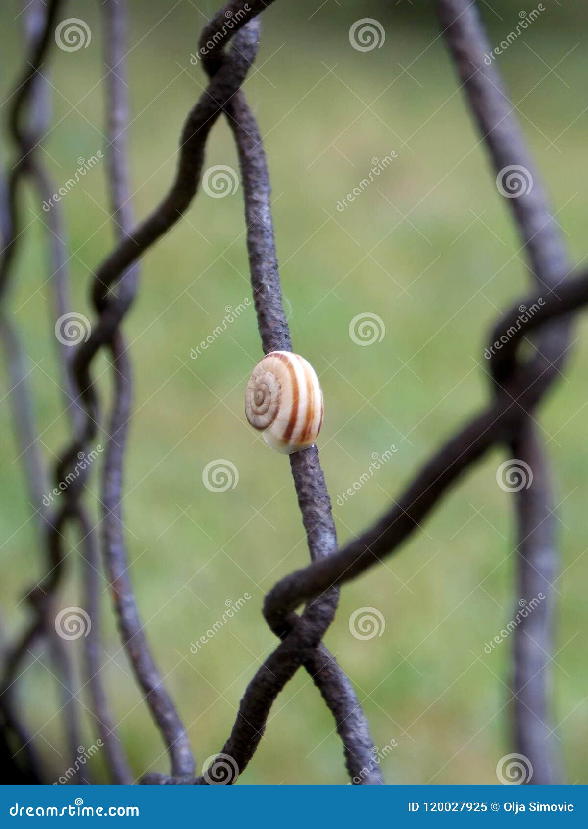 Snail on the wire fence stock image. Image of color - 120027925
