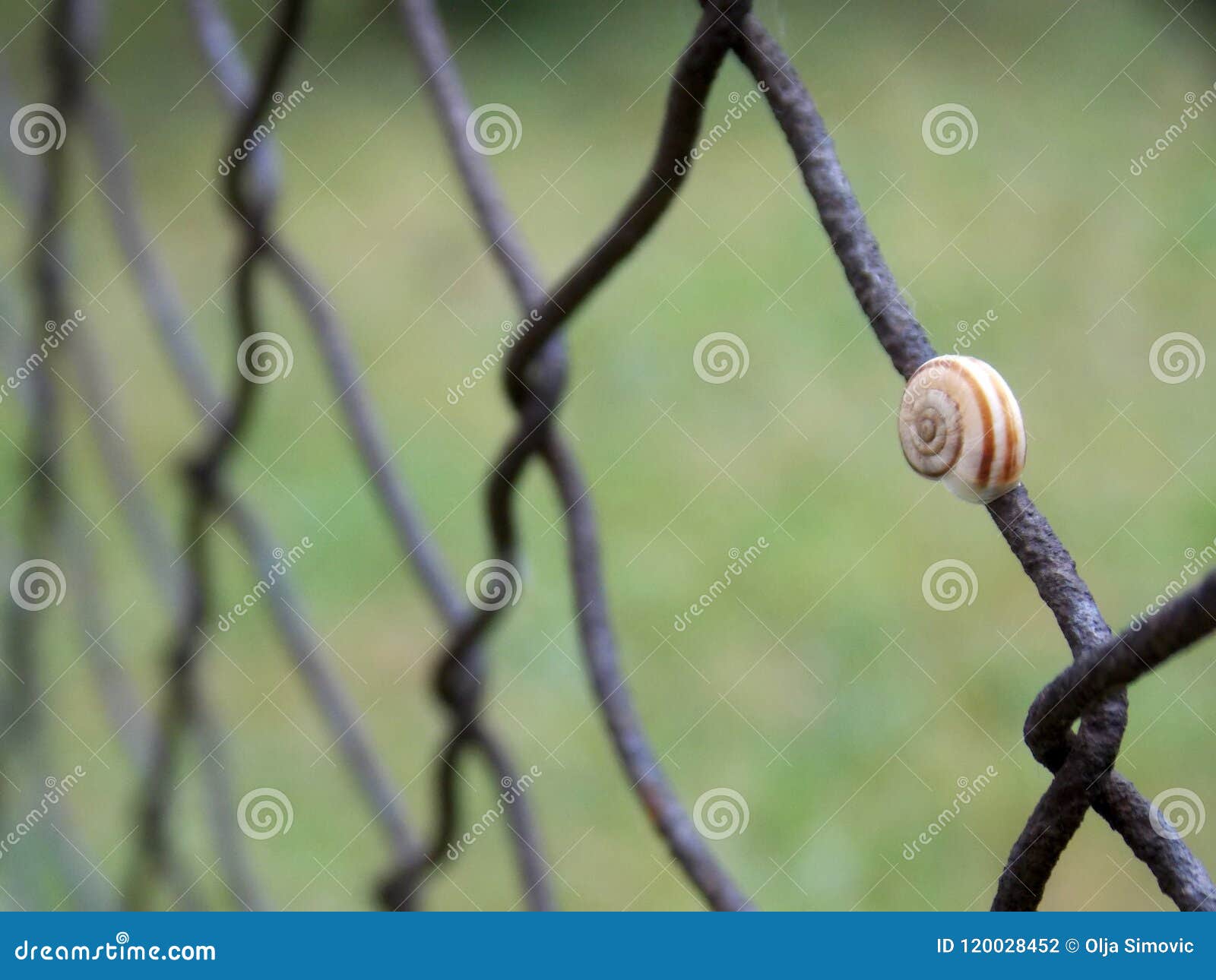 Snail on the wire fence stock photo. Image of wire, insect - 120028452