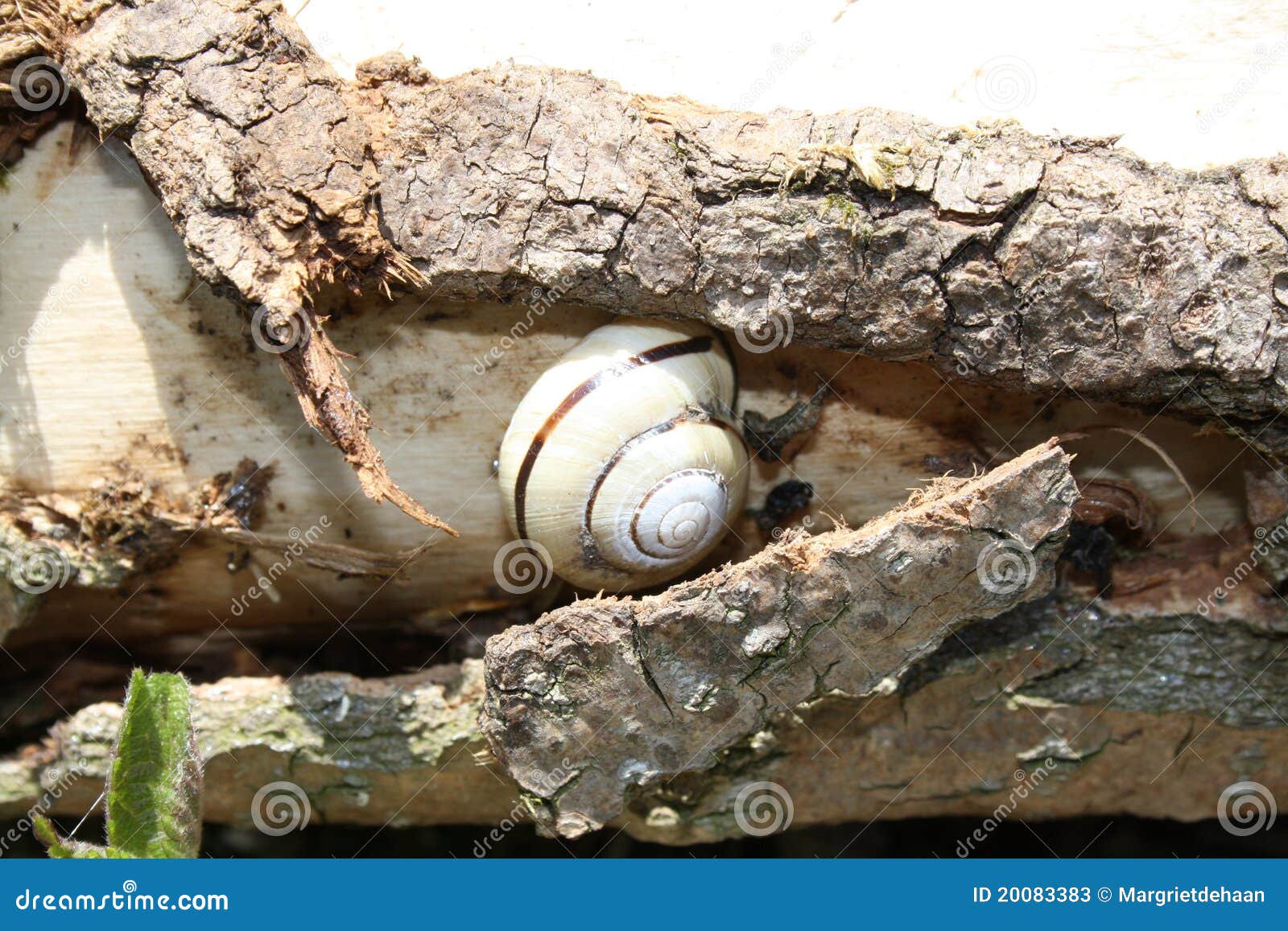 Snail in wood stock image. Image of wood, woodland, trunk - 20083383