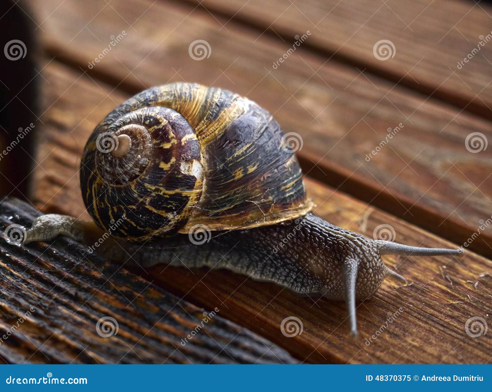 Snail on Wood stock image. Image of grapevinesnail, white - 48370375