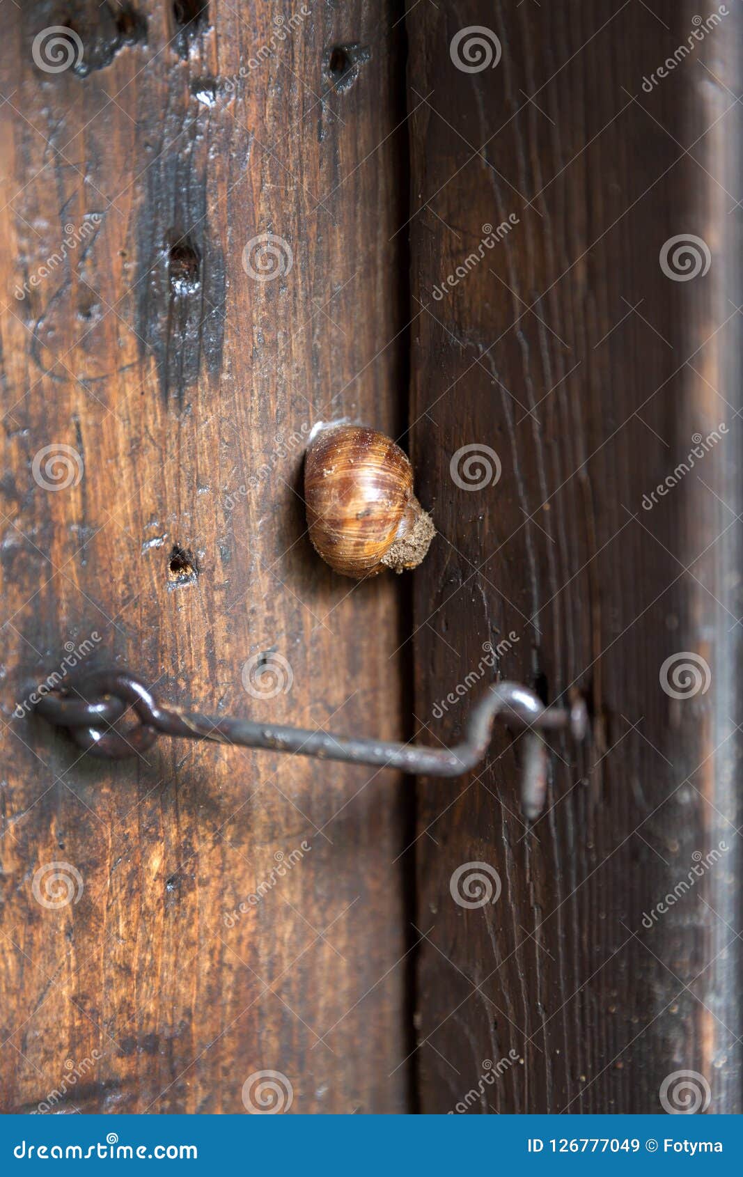 Snail on the wooden door stock image. Image of seal - 126777049