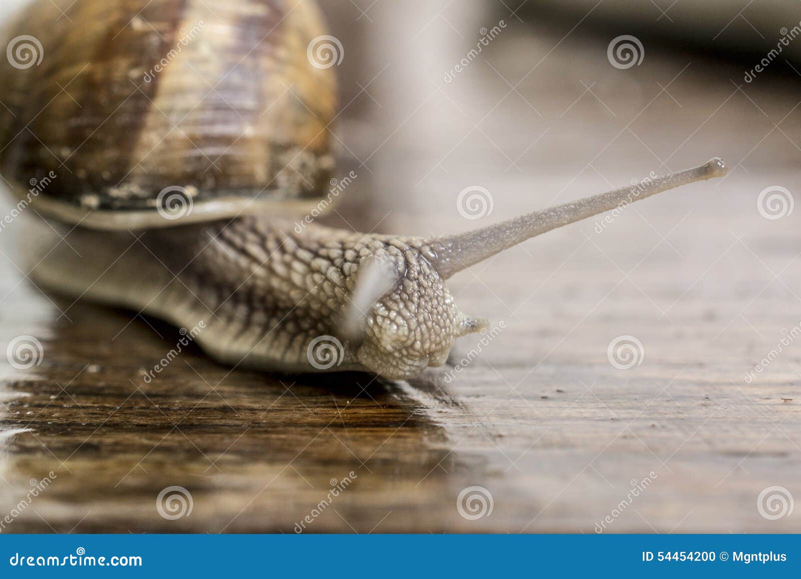 Snail on the wooden table stock photo. Image of tentacles - 54454200