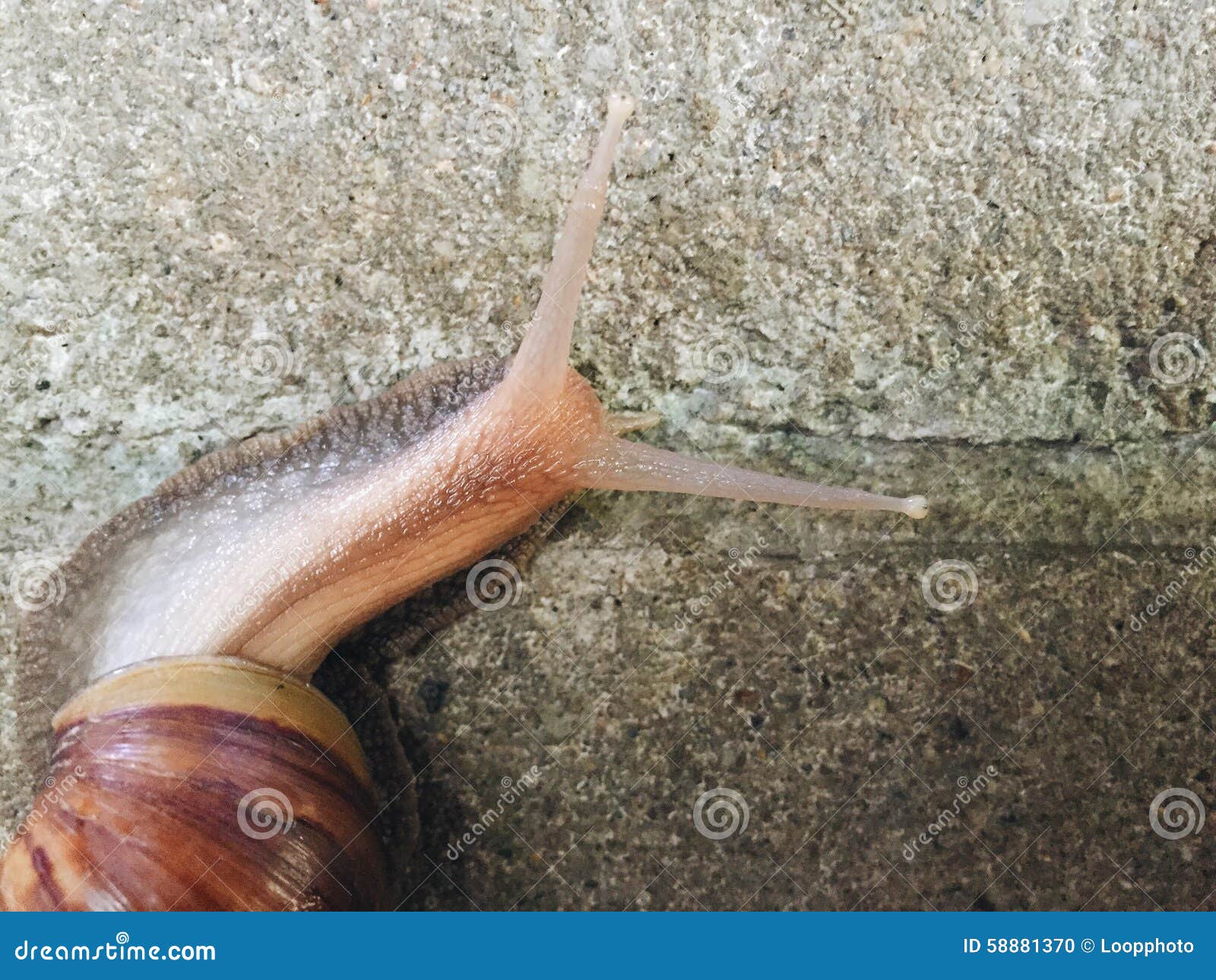 Snail stock photo. Image of slow, animal, working, wall - 58881370