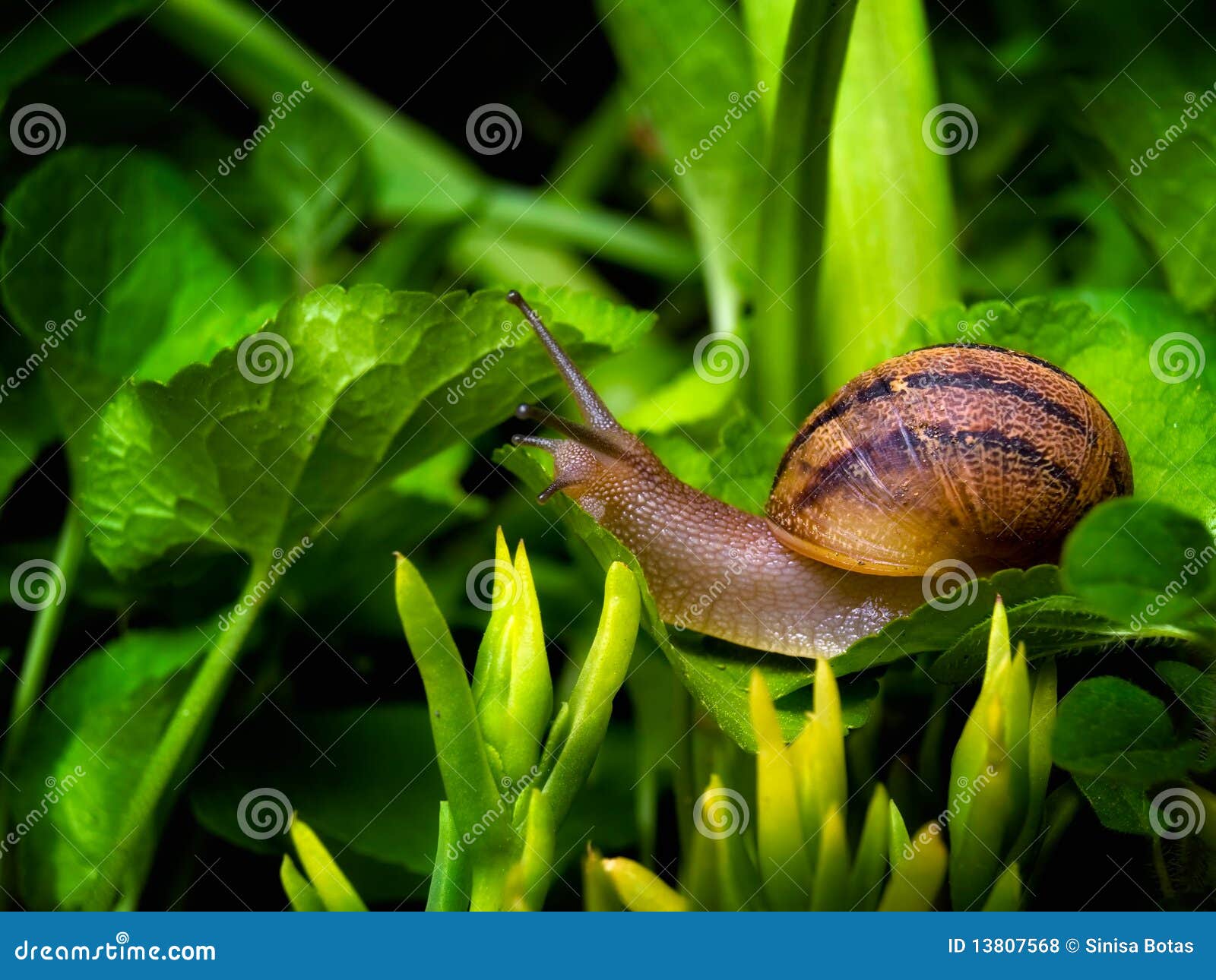 Snail world stock photo. Image of mollusk, creature, house - 13807568
