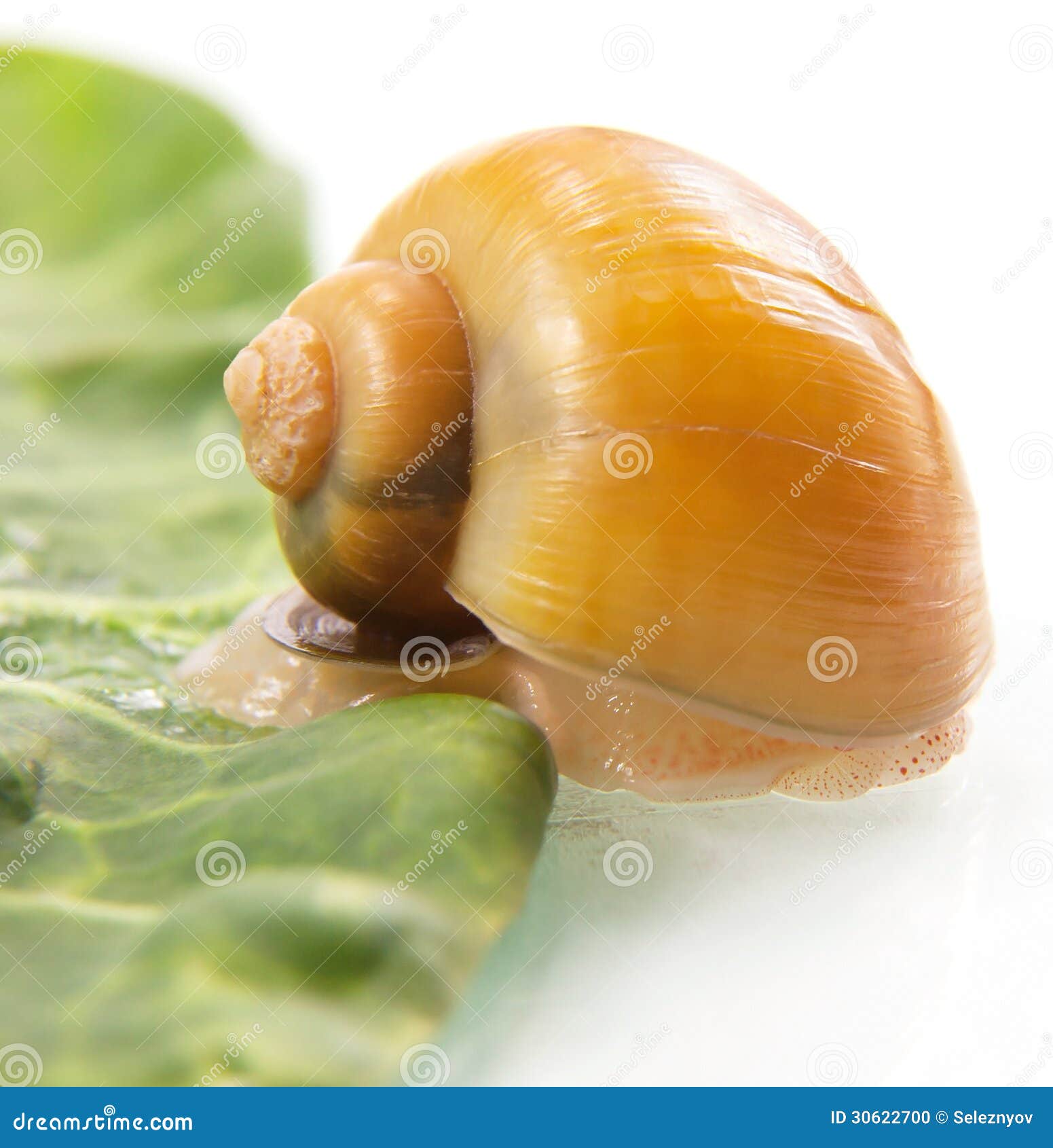 Snail stock photo. Image of closeup, snail, food, macro - 30622700