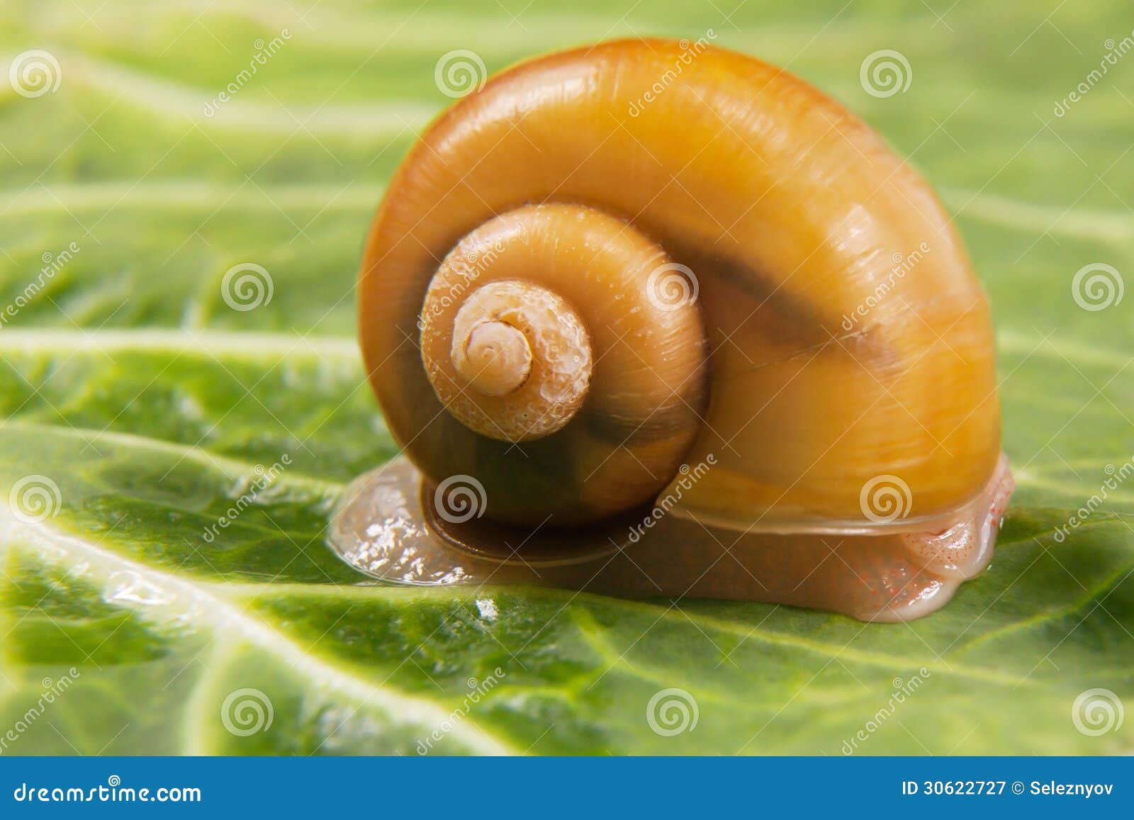 Snail stock image. Image of food, animal, eating, cabbage - 30622727