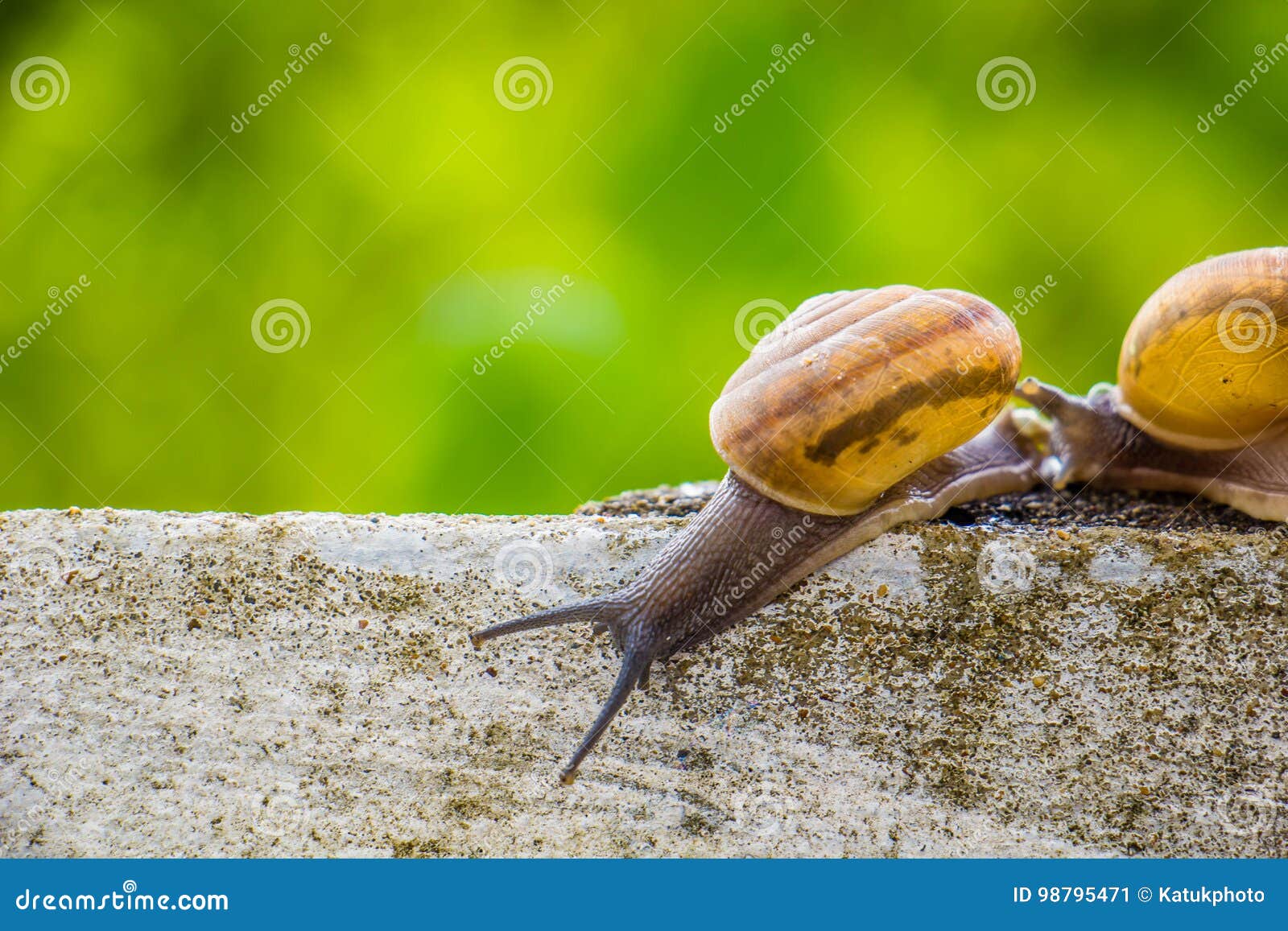 Snaile on the Concrete Wall in Macro Close-up Blurred Background Stock ...